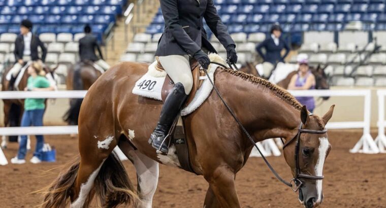 AQHA/APHA/PtHA 3YO All-Around Prospect - Serious Inquiries Only Equine