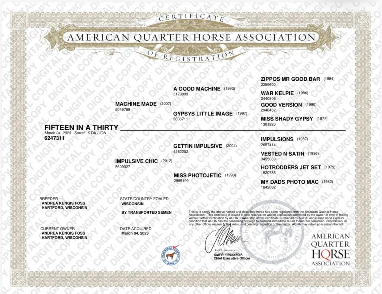 Machine Made 3YO All-Around Prospect - Serious Inquiries Only Equine